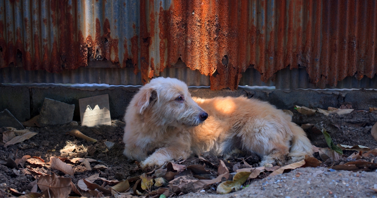 Using maths modelling to stop pet abandonment - ACER Discover